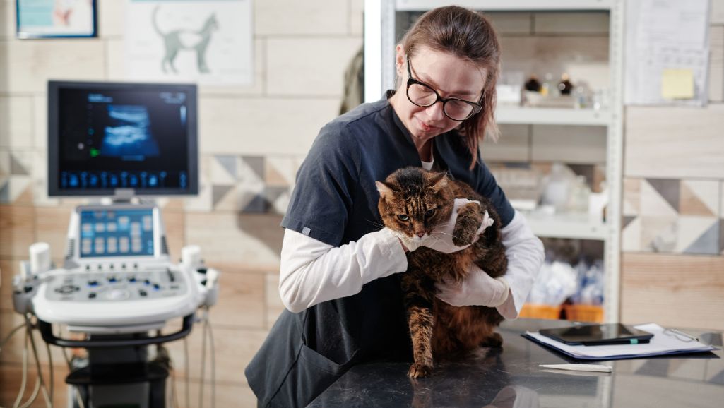 Epoxy Floor Coatings for Veterinary Hospitals